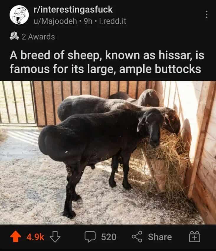 31 Un-baa-lievably Funny Sheep Memes For Those Who Love Shear Comedy