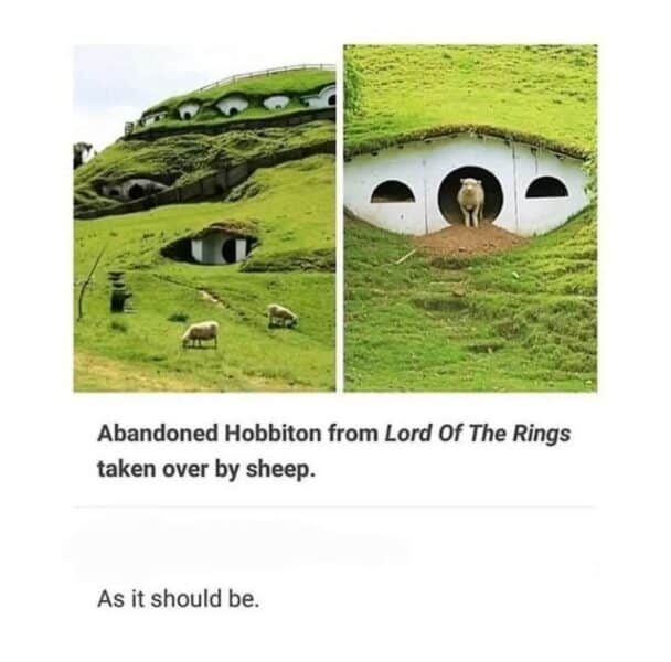 31 Un-baa-lievably Funny Sheep Memes For Those Who Love Shear Comedy