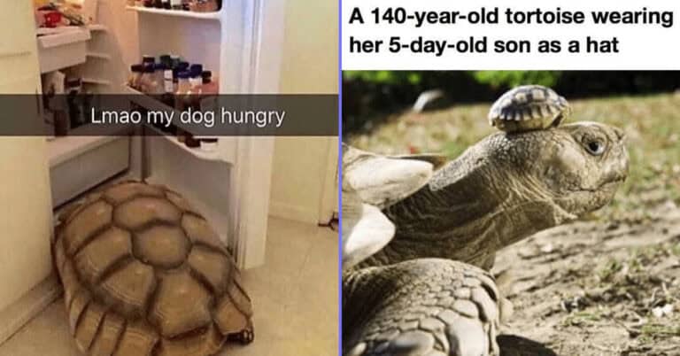46 Funny Turtle Memes For Turt-Lovers Who Feel Bad When They Play Mario