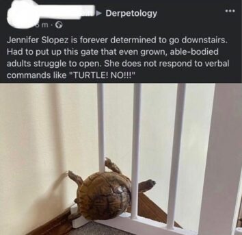 46 Funny Turtle Memes For Turt-Lovers Who Feel Bad When They Play Mario