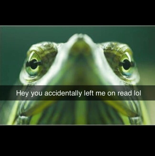 46 Funny Turtle Memes For Turt-Lovers Who Feel Bad When They Play Mario
