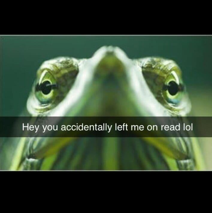 46 Funny Turtle Memes For Turt-Lovers Who Feel Bad When They Play Mario