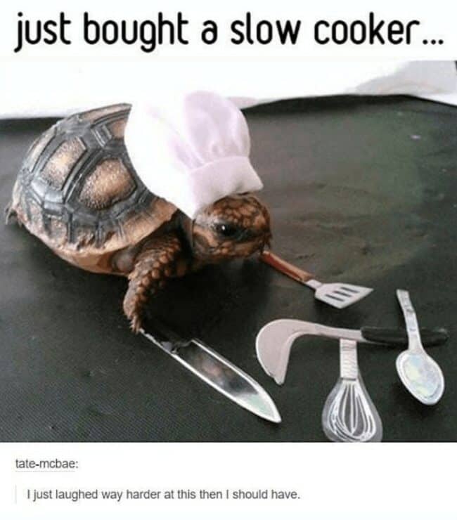 46 Funny Turtle Memes For Turt-Lovers Who Feel Bad When They Play Mario
