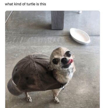 46 Funny Turtle Memes For Turt-Lovers Who Feel Bad When They Play Mario