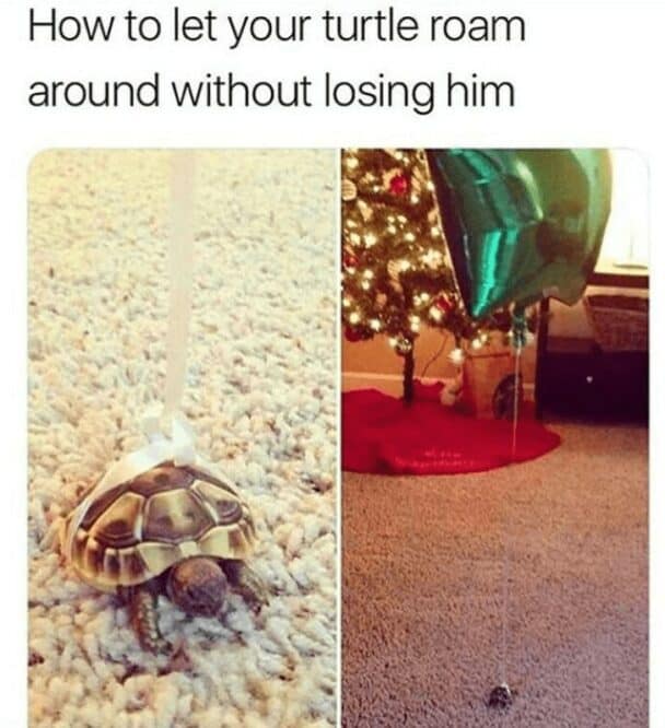 46 Funny Turtle Memes For Turt-Lovers Who Feel Bad When They Play Mario