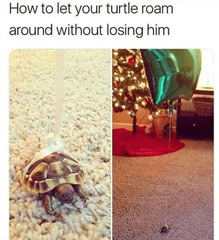46 Funny Turtle Memes For Turt-Lovers Who Feel Bad When They Play Mario