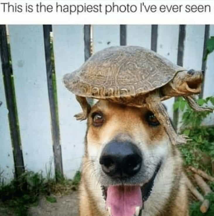 46 Funny Turtle Memes For Turt-Lovers Who Feel Bad When They Play Mario