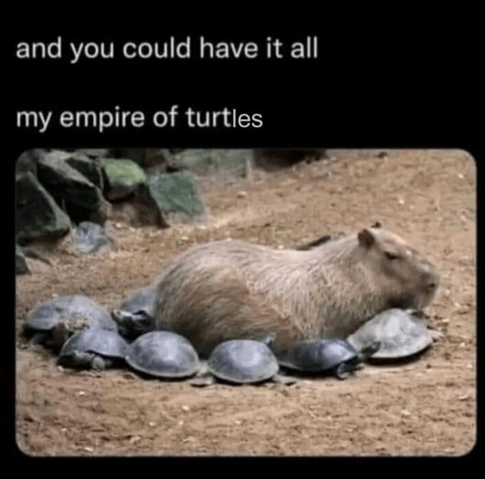 46 Funny Turtle Memes For Turt-Lovers Who Feel Bad When They Play Mario
