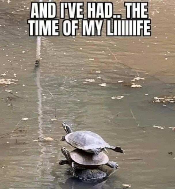 46 Funny Turtle Memes For Turt-Lovers Who Feel Bad When They Play Mario