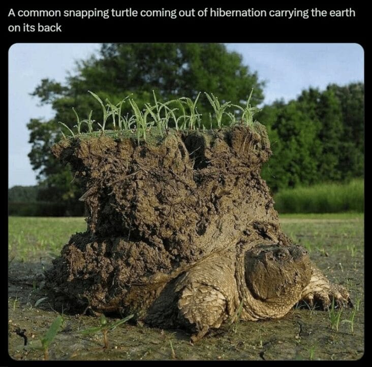 46 Funny Turtle Memes For Turt-Lovers Who Feel Bad When They Play Mario