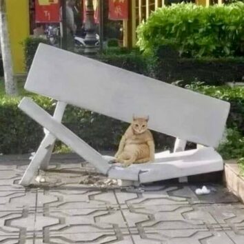 50 Unhinged Pictures That Have No Business Going This Hard