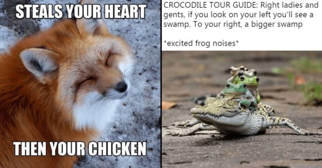 34 Hilariously Unhinged Wild Animal Memes You Didn’t Know You Needed Today