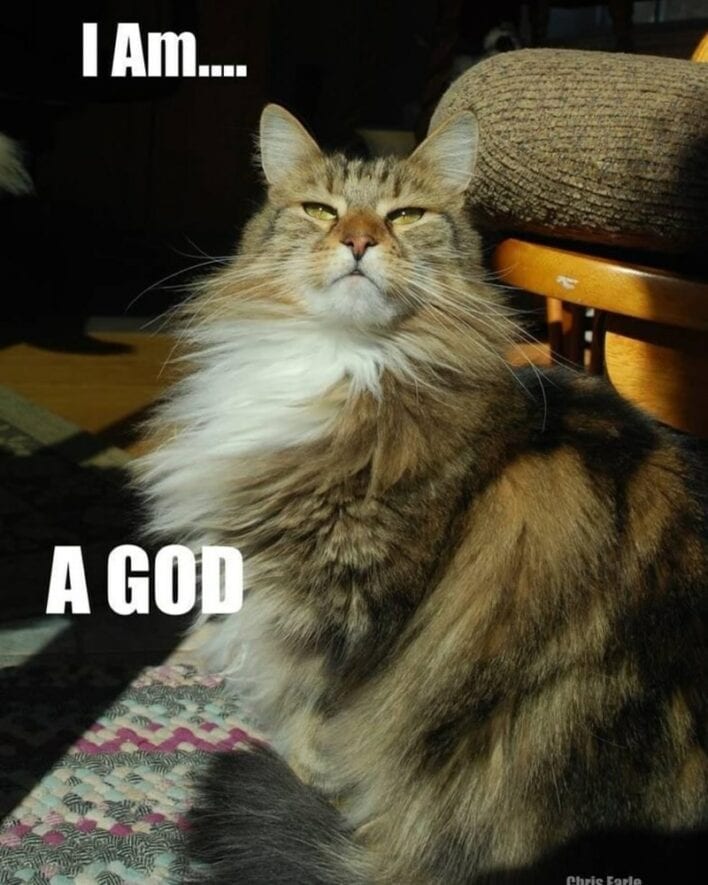 40 Mischievous Animal Memes Of Furry Friends Getting Into All Sorts Of ...