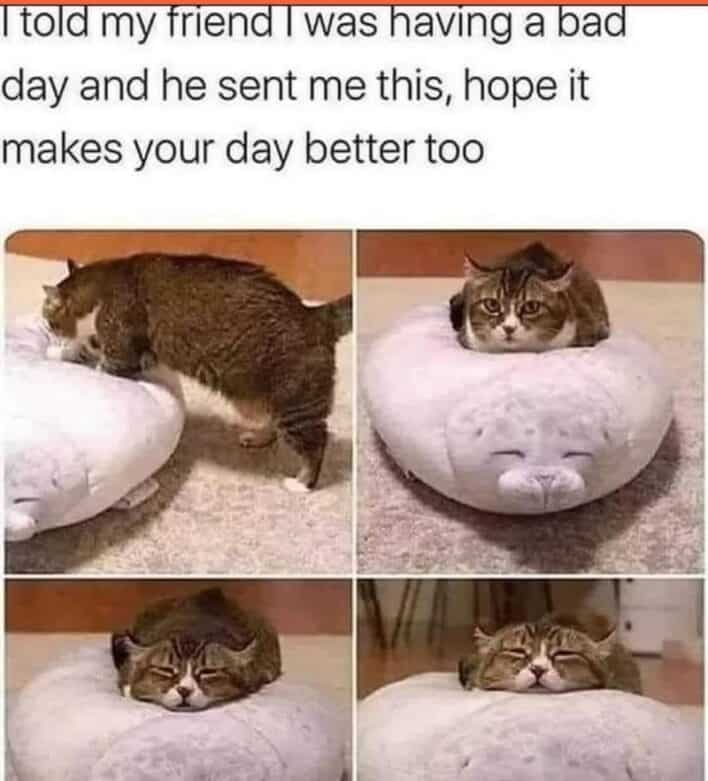 40 Mischievous Animal Memes Of Furry Friends Getting Into All Sorts Of ...