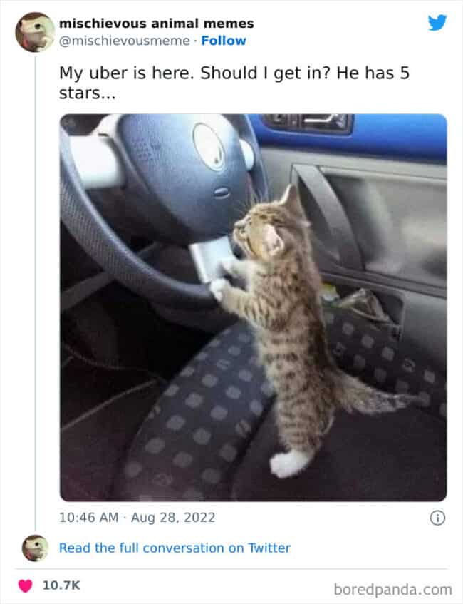 40 Mischievous Animal Memes Of Furry Friends Getting Into All Sorts Of ...
