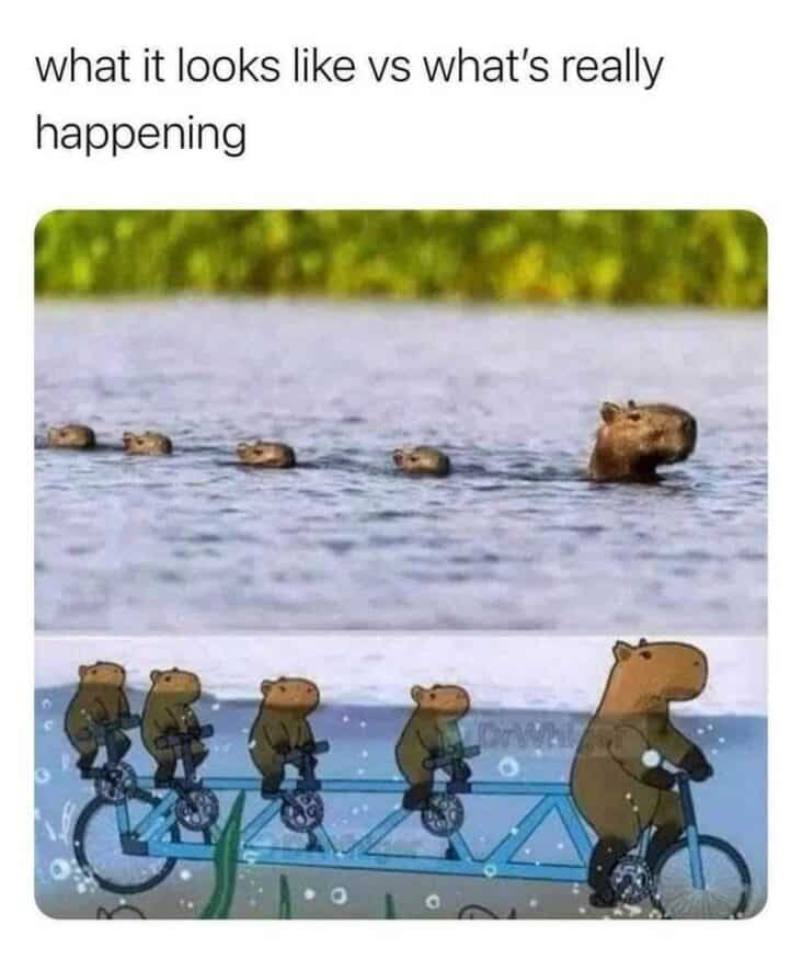 34 Hilariously Unhinged Wild Animal Memes You Didn’t Know You Needed Today