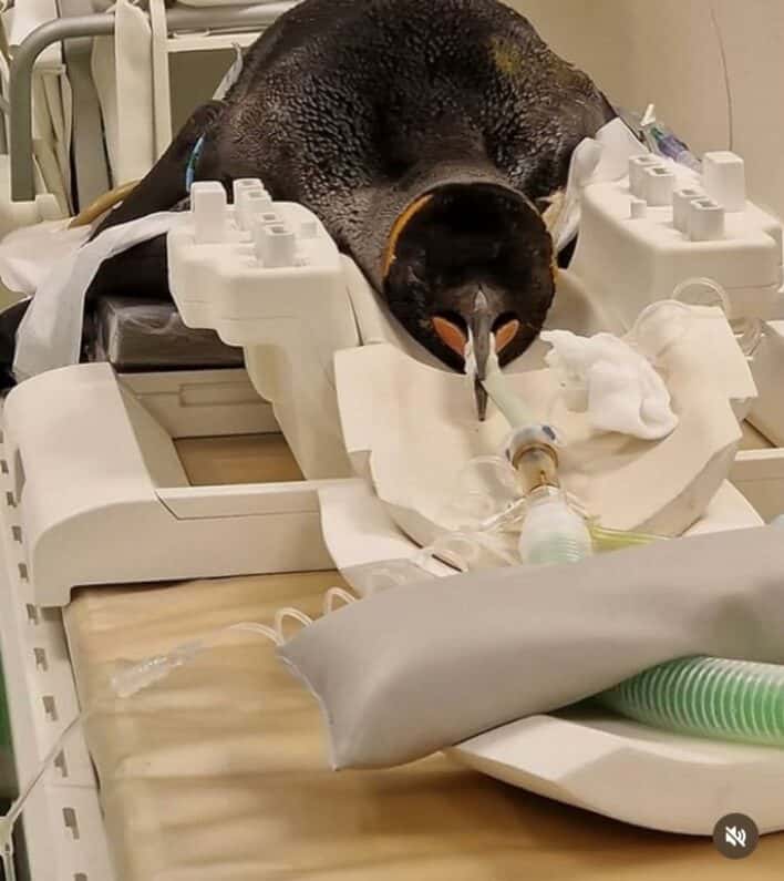 22 Fascinating Photos of Animals Getting CT Scans That Look Straight ...