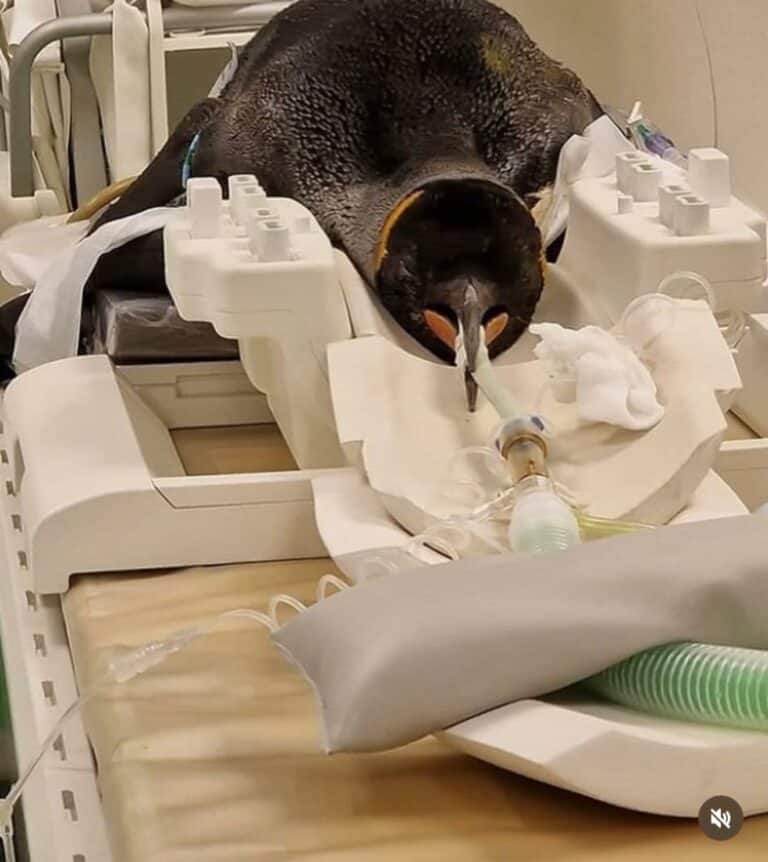 22 Fascinating Photos of Animals Getting CT Scans That Look Straight ...