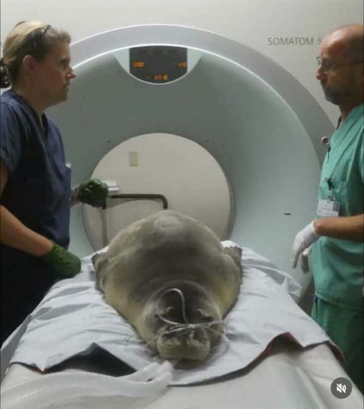 22 Fascinating Photos of Animals Getting CT Scans That Look Straight ...