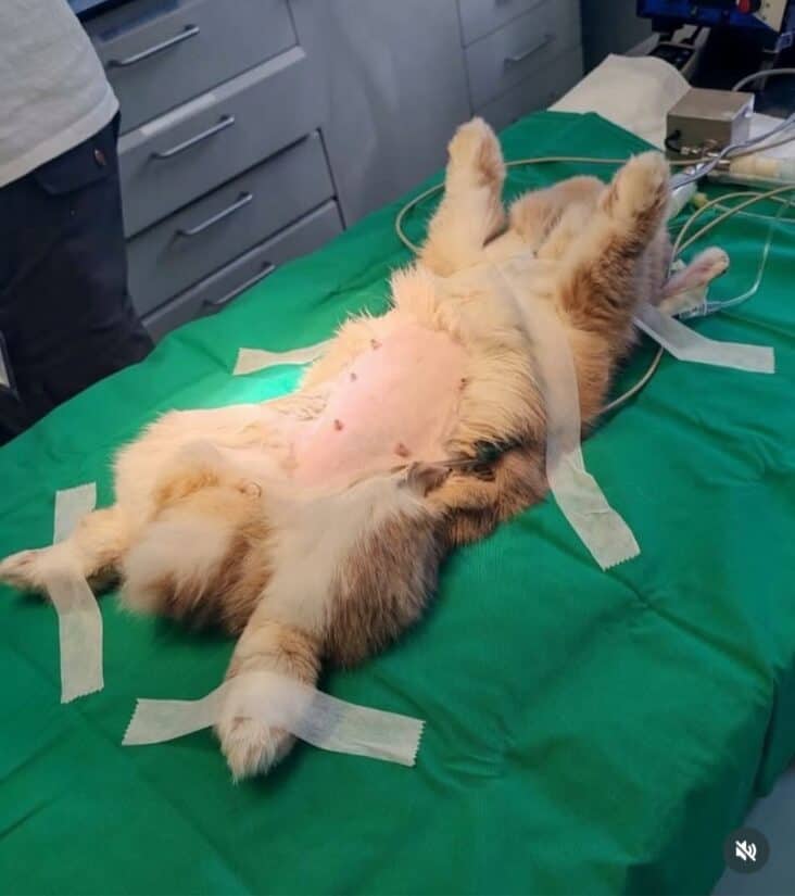 22 Fascinating Photos of Animals Getting CT Scans That Look Straight ...