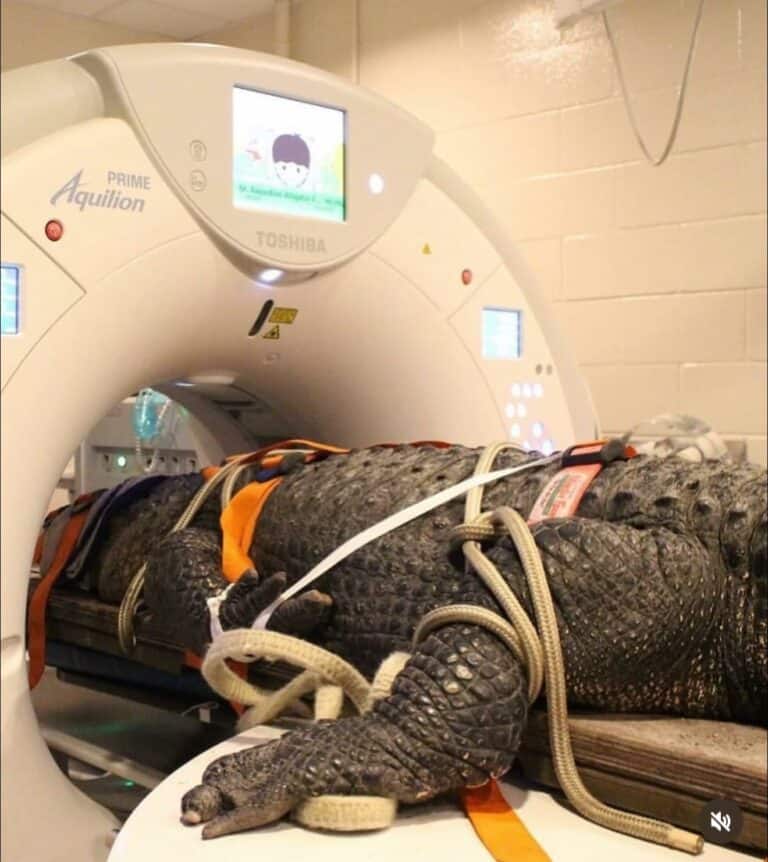 22 Fascinating Photos of Animals Getting CT Scans That Look Straight ...