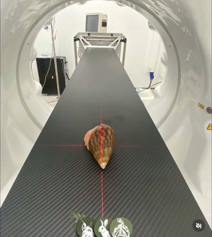 22 Fascinating Photos of Animals Getting CT Scans That Look Straight ...