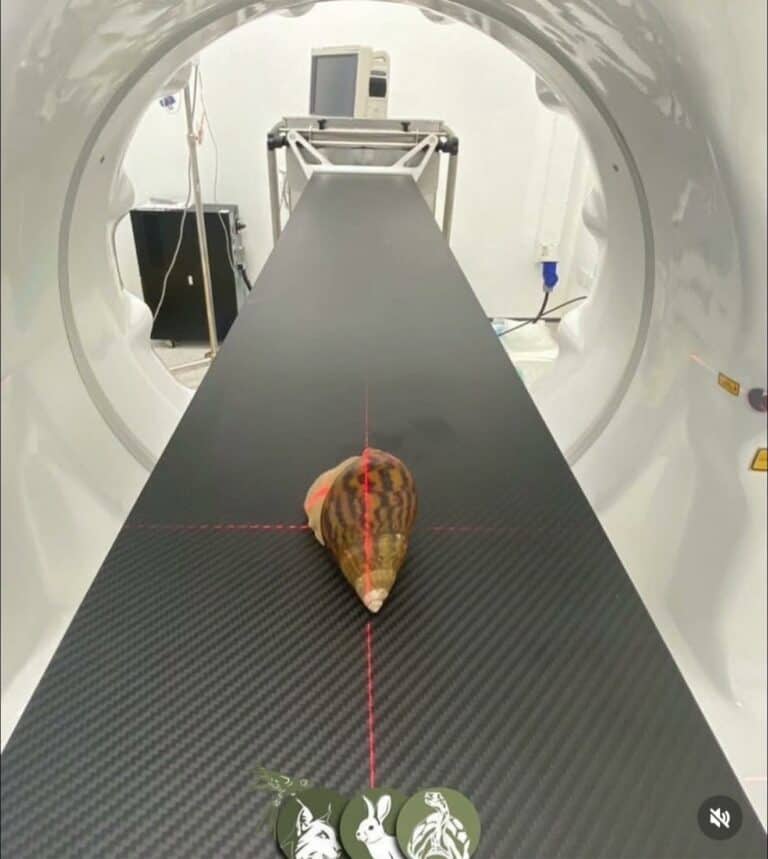 22 Fascinating Photos of Animals Getting CT Scans That Look Straight ...