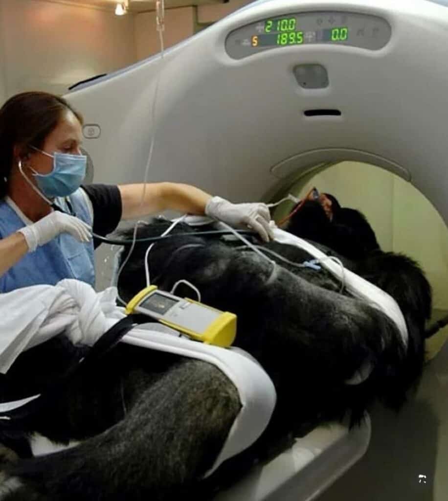 22 Fascinating Photos of Animals Getting CT Scans That Look Straight ...