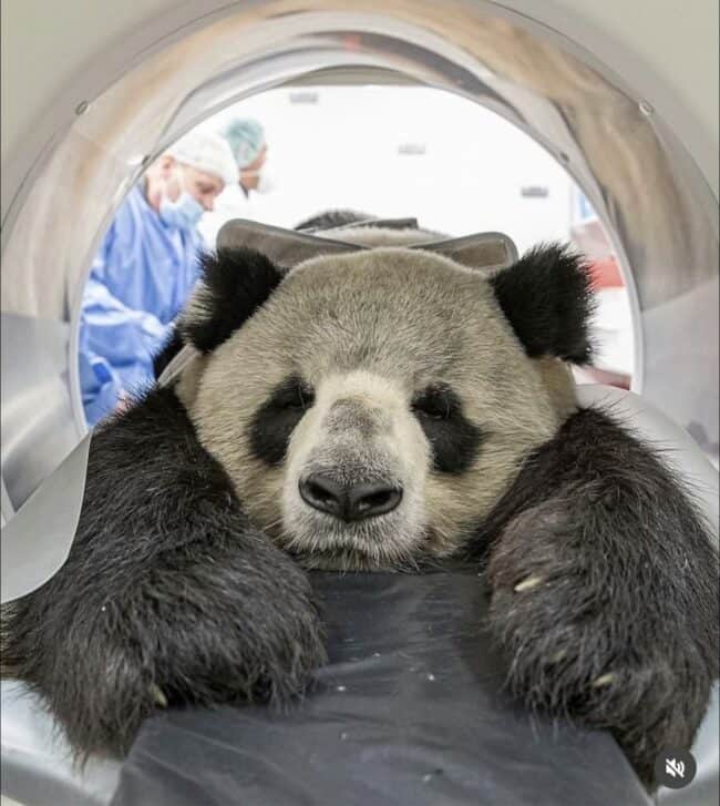 22 Fascinating Photos of Animals Getting CT Scans That Look Straight ...