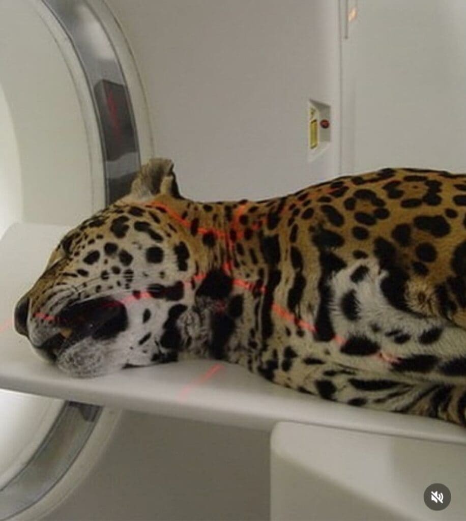 22 Fascinating Photos of Animals Getting CT Scans That Look Straight ...