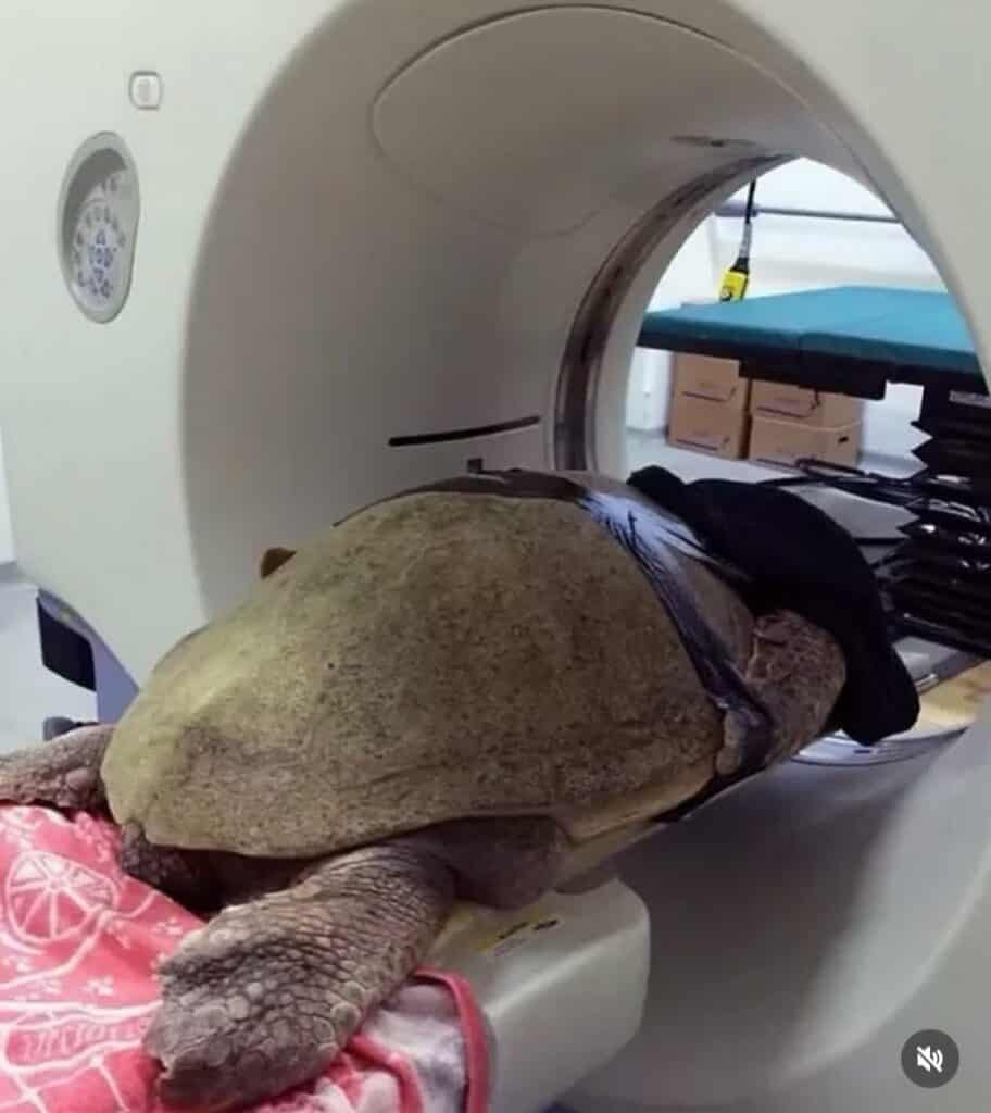 22 Fascinating Photos of Animals Getting CT Scans That Look Straight ...