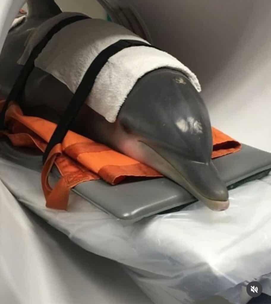22 Fascinating Photos of Animals Getting CT Scans That Look Straight ...