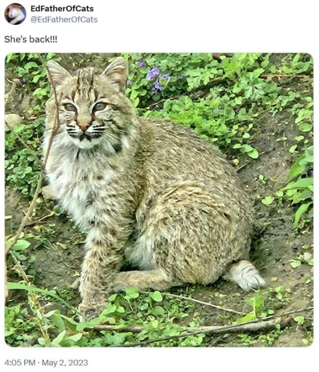 "He Trusted And I Him": Bobcat Shows Up in a Stranger’s Yard And They ...