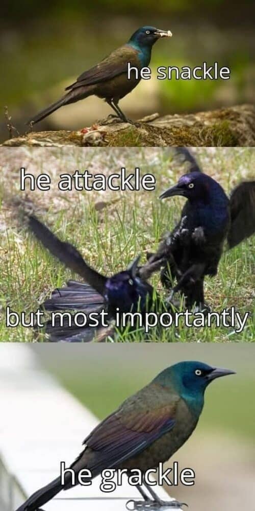 40 Funny Bird Memes For People Who Love A Good Squawk (May 12, 2025)