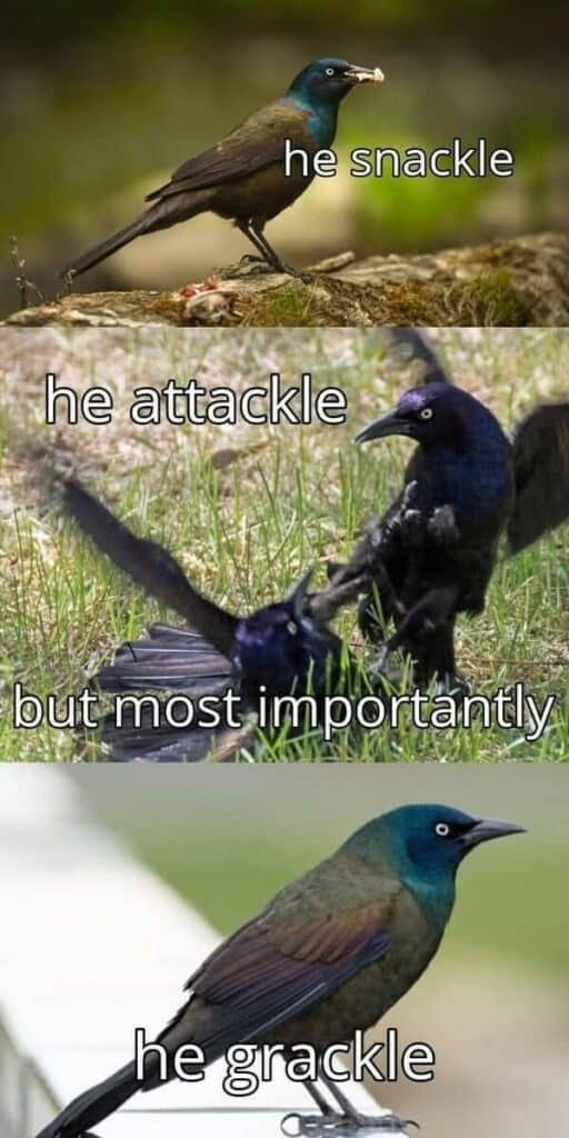 40 Funny Bird Memes For People Who Love A Good Squawk (May 12, 2025)