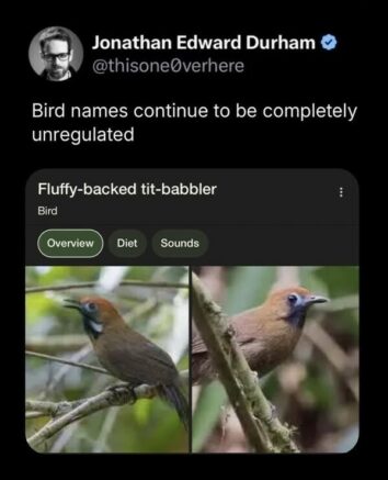 40 Funny Bird Memes For People Who Love A Good Squawk (May 12, 2025)