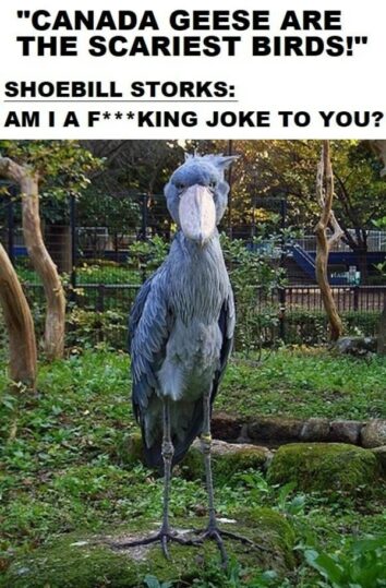 40 Funny Bird Memes For People Who Love A Good Squawk (May 12, 2025)