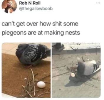 40 Funny Bird Memes For People Who Love A Good Squawk (May 12, 2025)