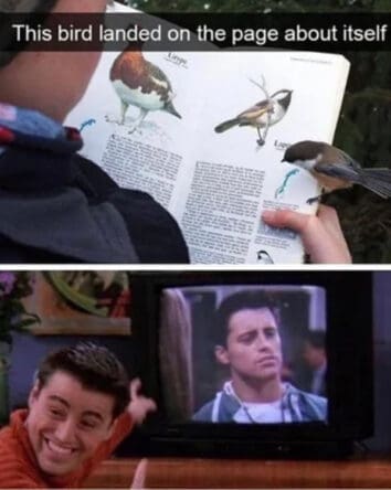 40 Funny Bird Memes For People Who Love A Good Squawk (May 12, 2025)