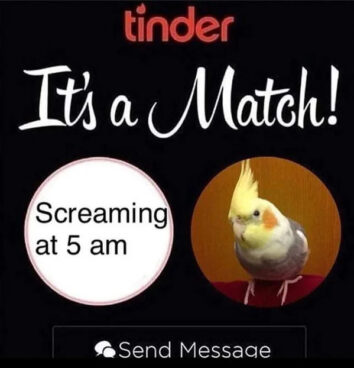 40 Funny Bird Memes For People Who Love A Good Squawk (May 12, 2025)