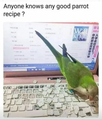 40 Funny Bird Memes For People Who Love A Good Squawk (May 12, 2025)