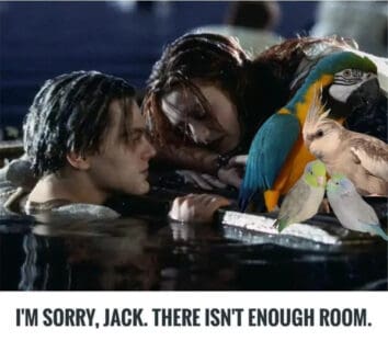 40 Funny Bird Memes For People Who Love A Good Squawk (May 12, 2025)