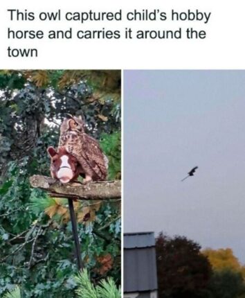 40 Funny Bird Memes For People Who Love A Good Squawk (May 12, 2025)