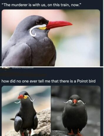 40 Funny Bird Memes For People Who Love A Good Squawk (May 12, 2025)