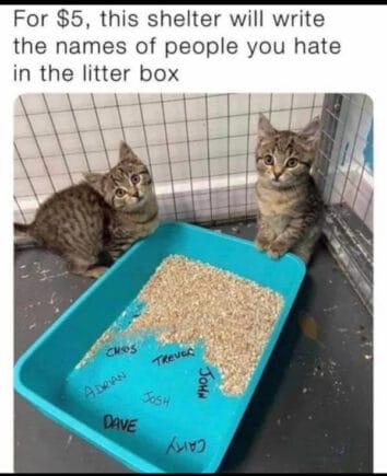 40 Funny Cat Memes That Will Make You Purr With Laughter (May 13, 2025)