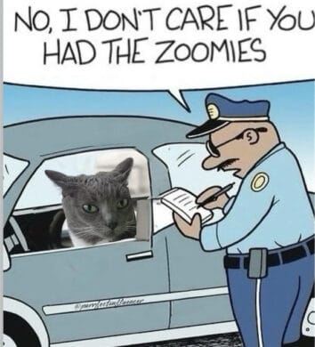 40 Funny Cat Memes That Will Make You Purr With Laughter (May 13, 2025)