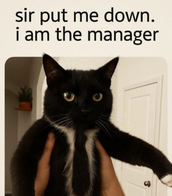 40 Funny Cat Memes That Will Make You Purr With Laughter (May 13, 2025)