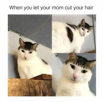 40 Funny Cat Memes That Will Make You Purr With Laughter (May 13, 2025)