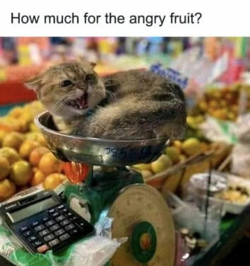 40 Funny Cat Memes That Will Make You Purr With Laughter (May 13, 2025)