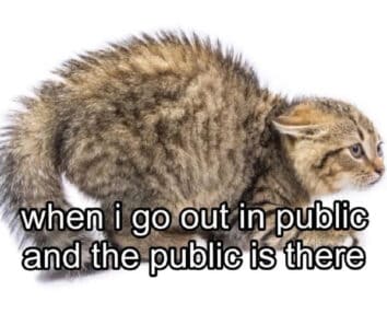 40 Funny Cat Memes That Will Make You Purr With Laughter (May 13, 2025)